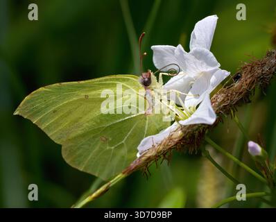Close-up of male brimstone butterfly (Gonepteryx rhamni) resting in ...