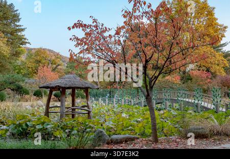 Autumn at Nami Island, South Korea Stock Photo - Alamy