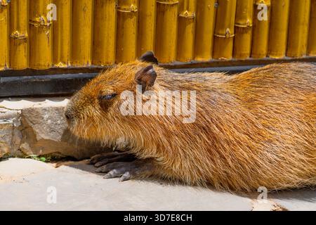 Capybara sleeps in the sun at the zoo Stock Photo - Alamy