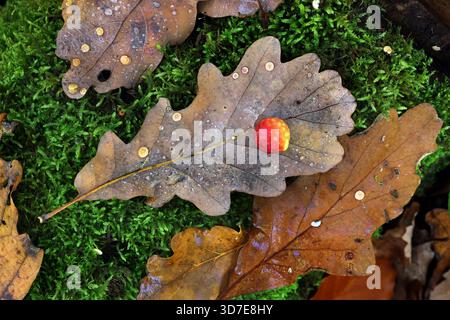 Common Spangle Gall Wasp (Neuroterus quercusbaccarum Stock Photo - Alamy