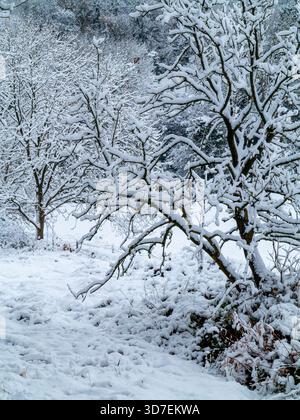 Snow covered landscape with trees at Matlock Bath in the Derbyshire ...
