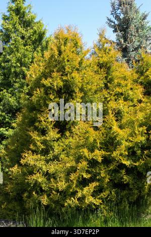 Thuja occidentalis "Rheingold" American Arborvitae Eastern White Cedar ...