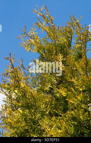 Thuja occidentalis "Rheingold" American Arborvitae Eastern White Cedar ...