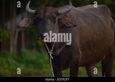 Buffalo - The Symbol of Strength and Rural Harmony Stock Photo - Alamy