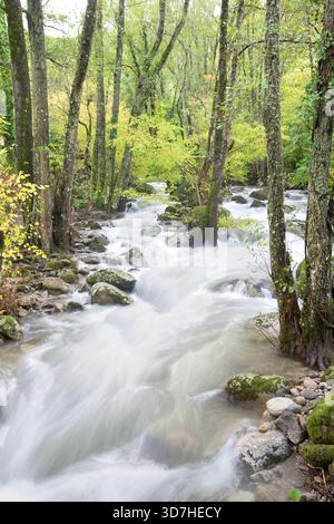 A Vertical shot of green long trees in the forest with sun rays Stock ...