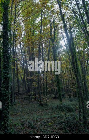 A vertical shot of a dense tall tree surrounded by greenery with a blue ...