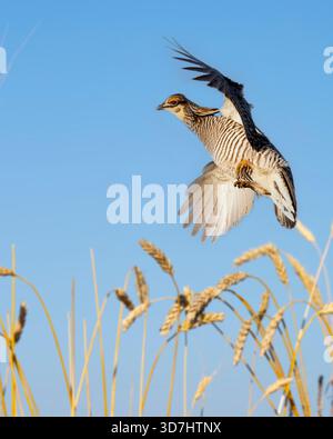 Greater Prairie Chicken, Pinnated grouse (Tympanuchus cupido pinnatus ...