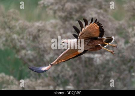 Savanna Hawk (Buteogallus meridionalis), Aves, Noord, Paramaribo ...
