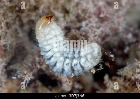 Araecerus fasciculatus, the coffee bean weevil, is a species of beetle ...