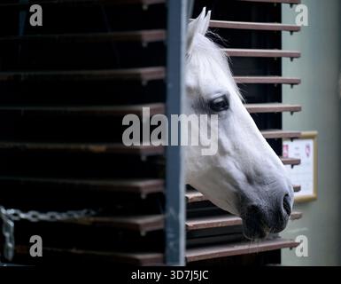 THEME PICTURE - A Lipizzaner horse in the stables of the Spanish Riding ...