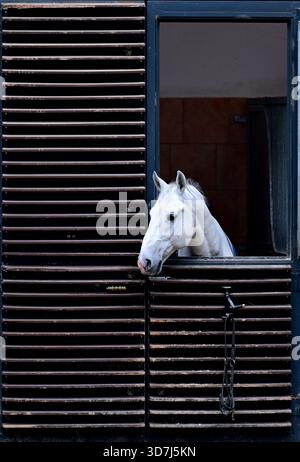 THEME PICTURE - A Lipizzaner horse in the stables of the Spanish Riding ...