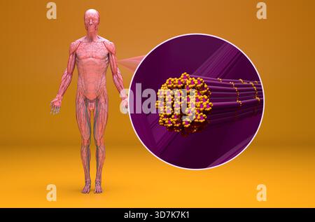 Skeletal muscle tissue in the human body - 3d illustration isometric ...