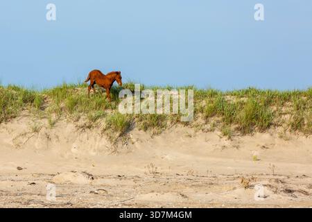 Sand dunes, Virginia Beach, Va. , Beaches, Tichnor Brothers Collection ...