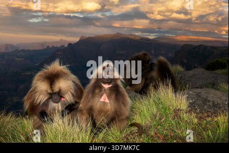 Closeup shot of Gelada baboons sitting on the stone surface in the ...