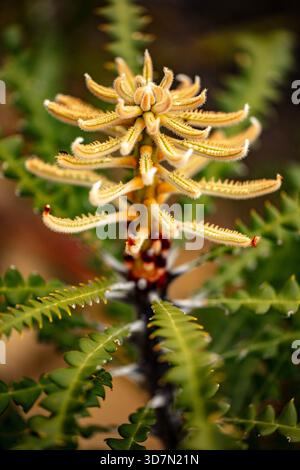Natural environmental plant portrait of Acorn, Oaknuts, on the tree in ...