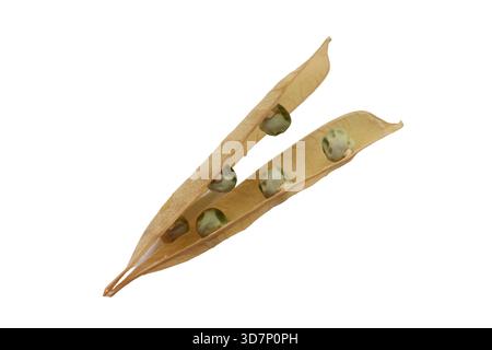 Open dried pea pod Stock Photo - Alamy