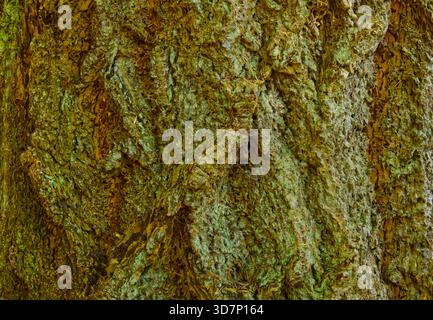 macro photo of bark Stock Photo - Alamy