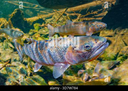 Cutthroat trout ( Oncorhynchus clarkii Stock Photo - Alamy