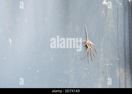 Pantropical Huntsman Spider (Heteropoda venatoria Stock Photo - Alamy