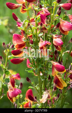 Flower of Common broom, Cytisus scoparius. It is a leguminous shrub ...