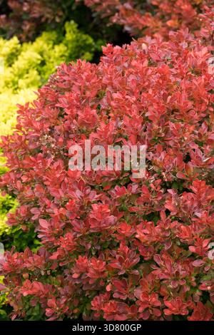 Berberis Coral Japanese Barberry Berberis thunbergii Coral Shrub Spring ...