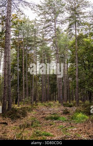 Moss-covered forest floor with scattered bones. Fragile ribs lie among ...