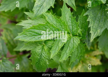 Valeriana officinalis, valerian, new plants at spring. Young green ...