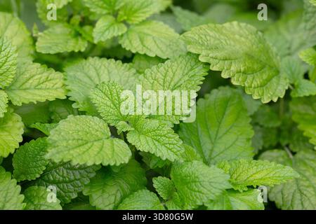 Vertical macro of vibrant green Melissa officinalis leaves with ...