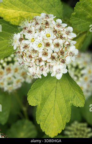 Dwarf Golden Ninebark, Physocarpus opulifolius "Luteus Stock Photo - Alamy