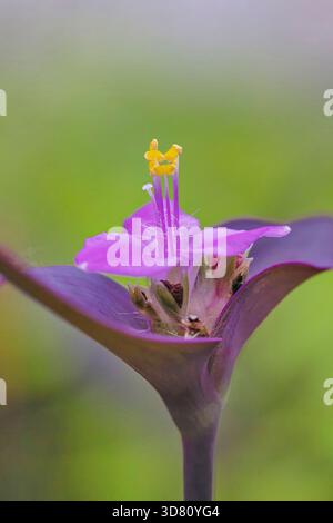 Purple queen flower Tradescantia pallida Stock Photo - Alamy