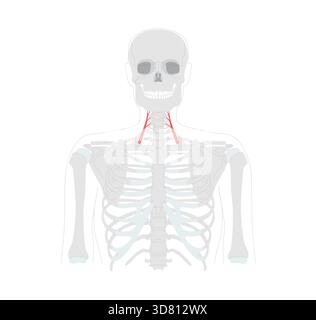Sternocleidomastoid - Human neck muscle anatomy chart, inserts at ...