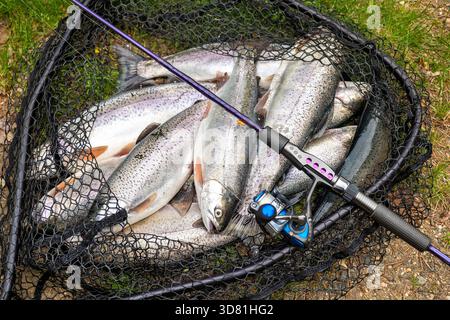 Fishing rod with caught trout and landing net lies on lawn Stock Photo ...