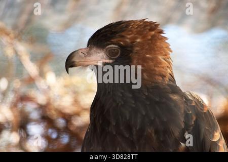 The black breasted buzzard is quite large with broad, rounded wings ...