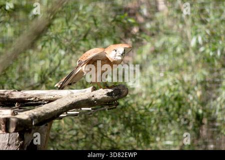 The Nankeen Kestrel is a slender falcon and is a relatively small ...