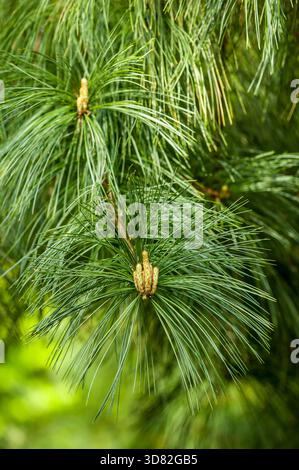 western white pine (Pinus monticola Stock Photo - Alamy