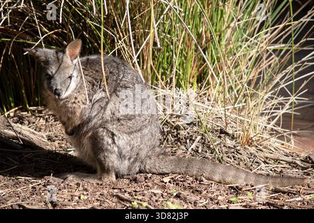 The tammar wallaby has dark greyish upperparts with a paler underside ...