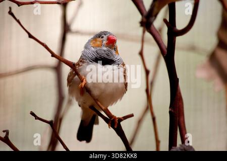 the male zebra finch has a grey body with a white under belly with a ...