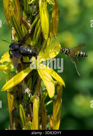 yellow flower and insects flying Stock Photo - Alamy