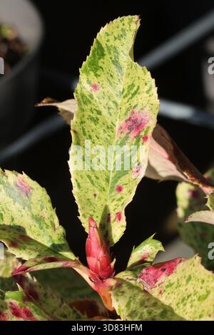 Chinese Photinia (Photinia serratifolia Stock Photo - Alamy