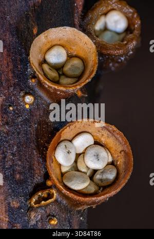 Bird's Nest Fungus (Crucibulum laeve) mushrooms with peridioles, Woburn ...