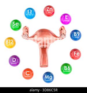 A 3D medical illustration of the female reproductive system, focusing ...