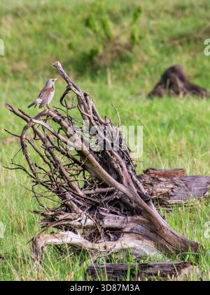A bird perched on dry branches on a grey background Stock Photo - Alamy