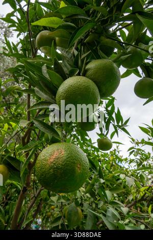 Bright green foliage of lime trees against a bright blue sky Stock ...