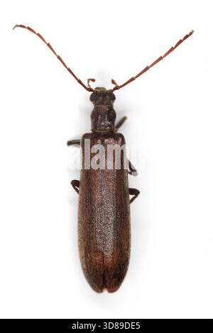 False blister beetle isolated on white background, Nacerdes carniolica ...