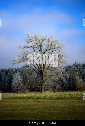 Germany. Winter landscape with single tree Stock Photo - Alamy