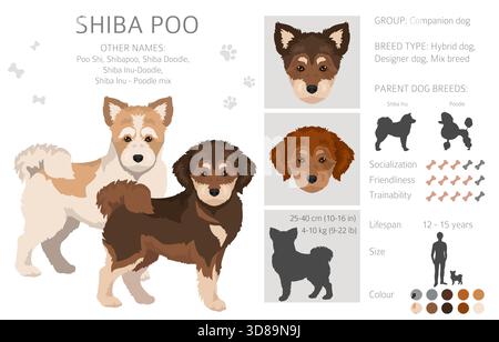 Shiba Poo (Poo Shi) clipart. Shiba Inu Poodle mix. Different coat ...