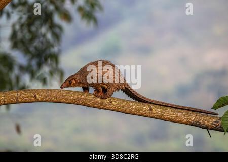 Pangolin climbing a tree, white-bellied pangolin (Phataginus tricuspis ...