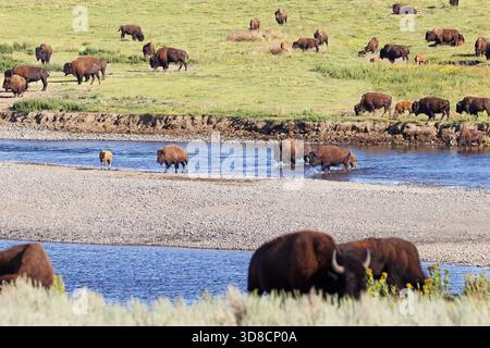 Bisons in a summer field Stock Photo - Alamy