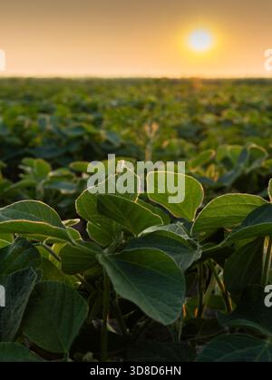 A closeup of sunlight beaming through a green leaf at sunset Stock ...