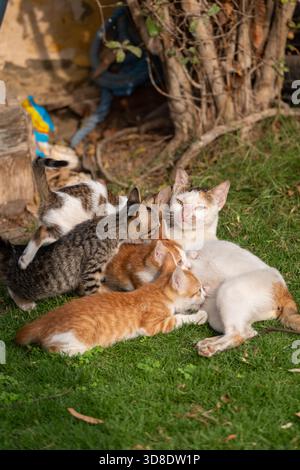 A cat with many nursing kittens Stock Photo - Alamy